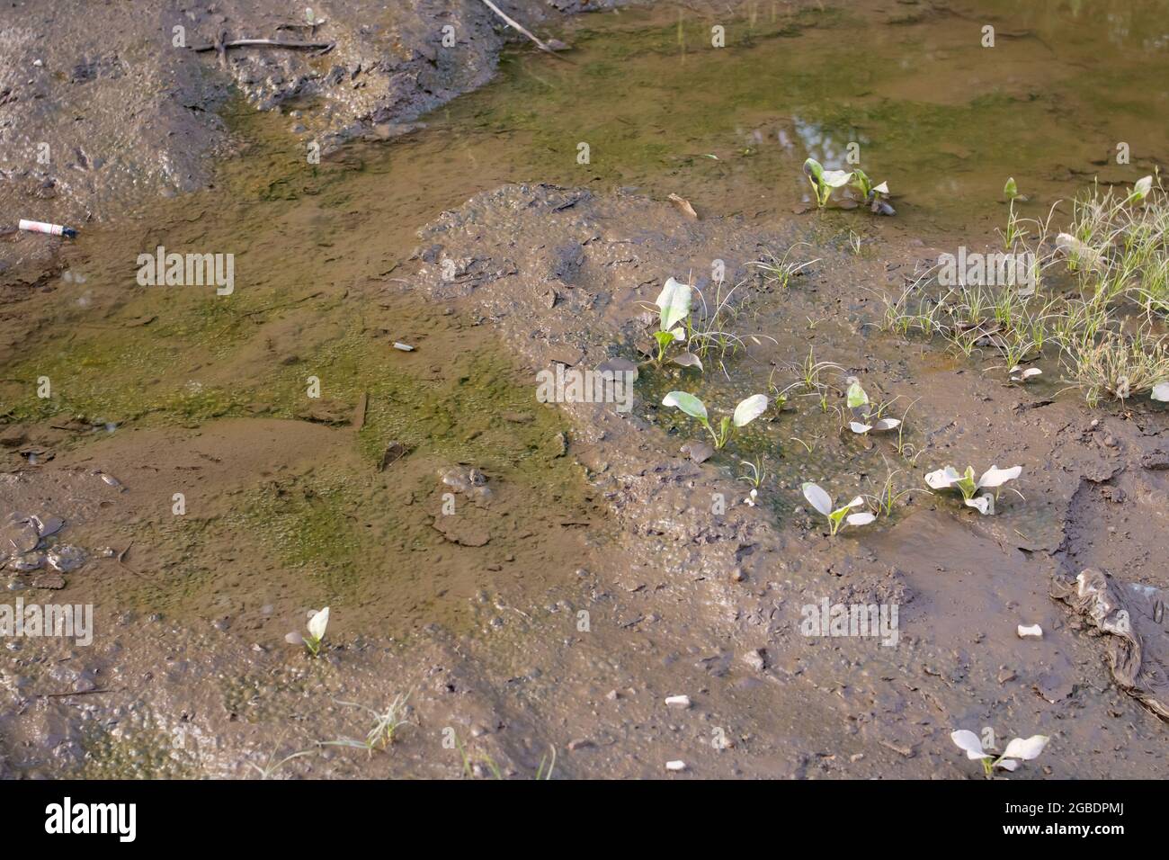 Muddy puddle with sand and green algae close up Stock Photo - Alamy