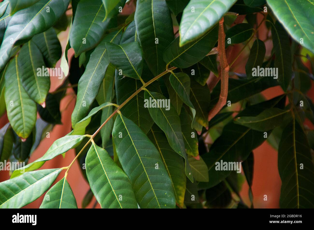 The dragons eye hi-res stock photography and images - Alamy