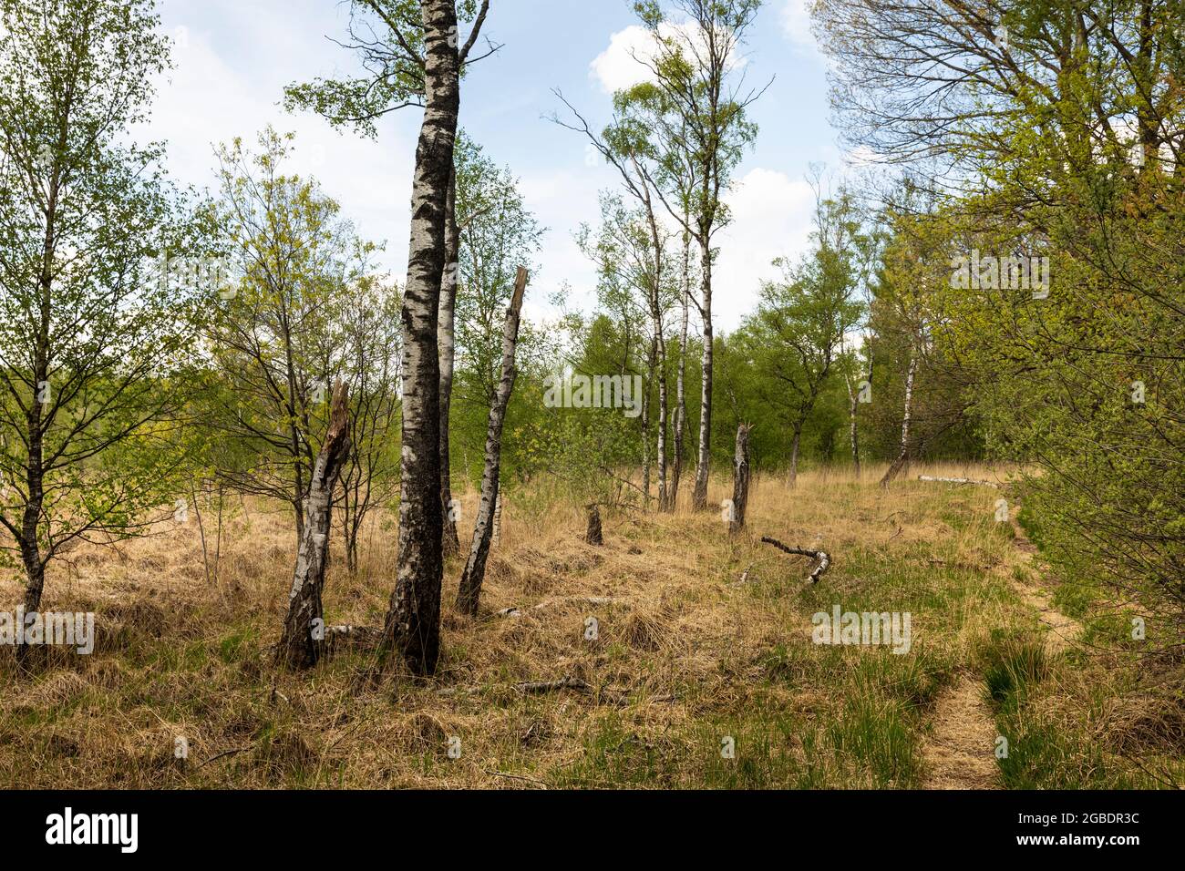 Peat area De Peel, Dutch countryside in The Netherlands during spring ...