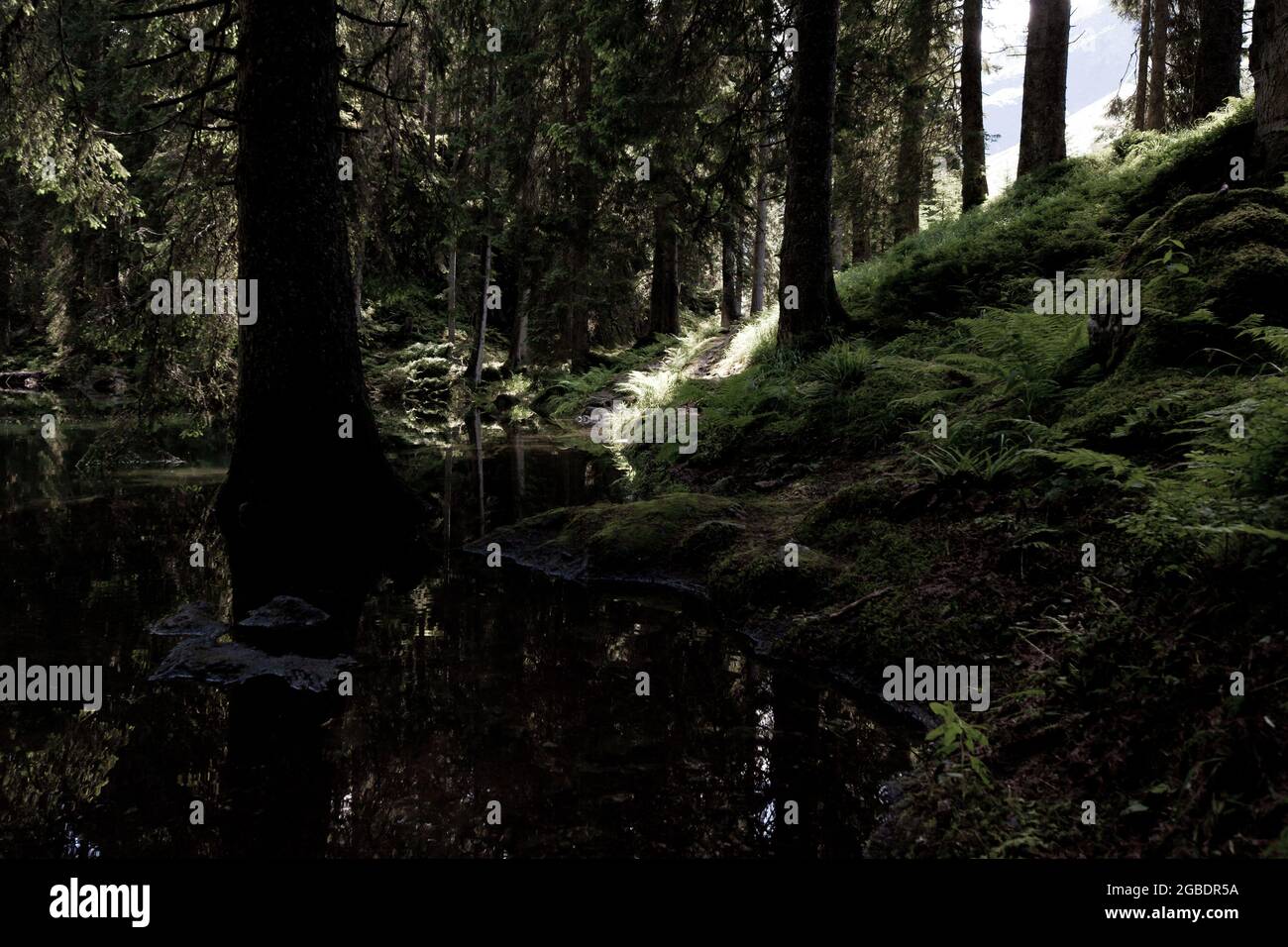 A river running through a forest plants trees Stock Photo - Alamy