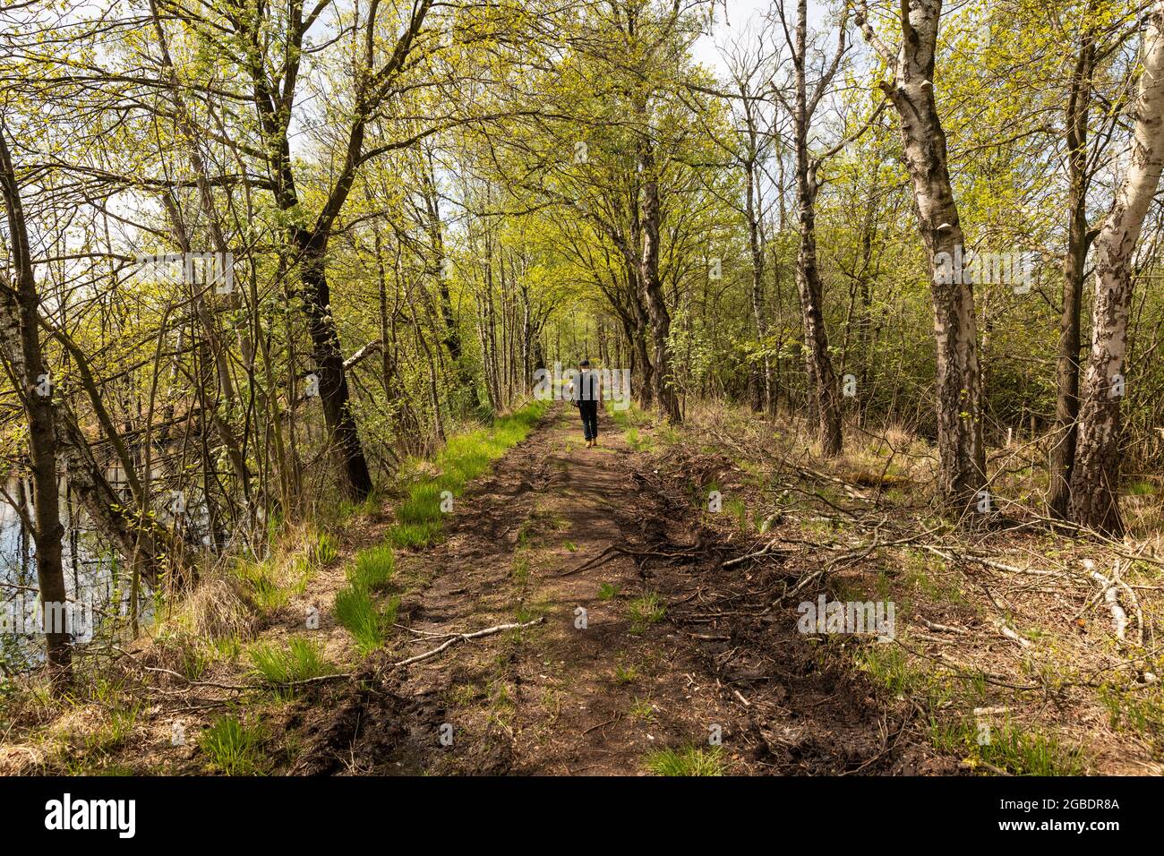 Man wandering through the woods on a path in the Peel, Peat area, Dutch ...