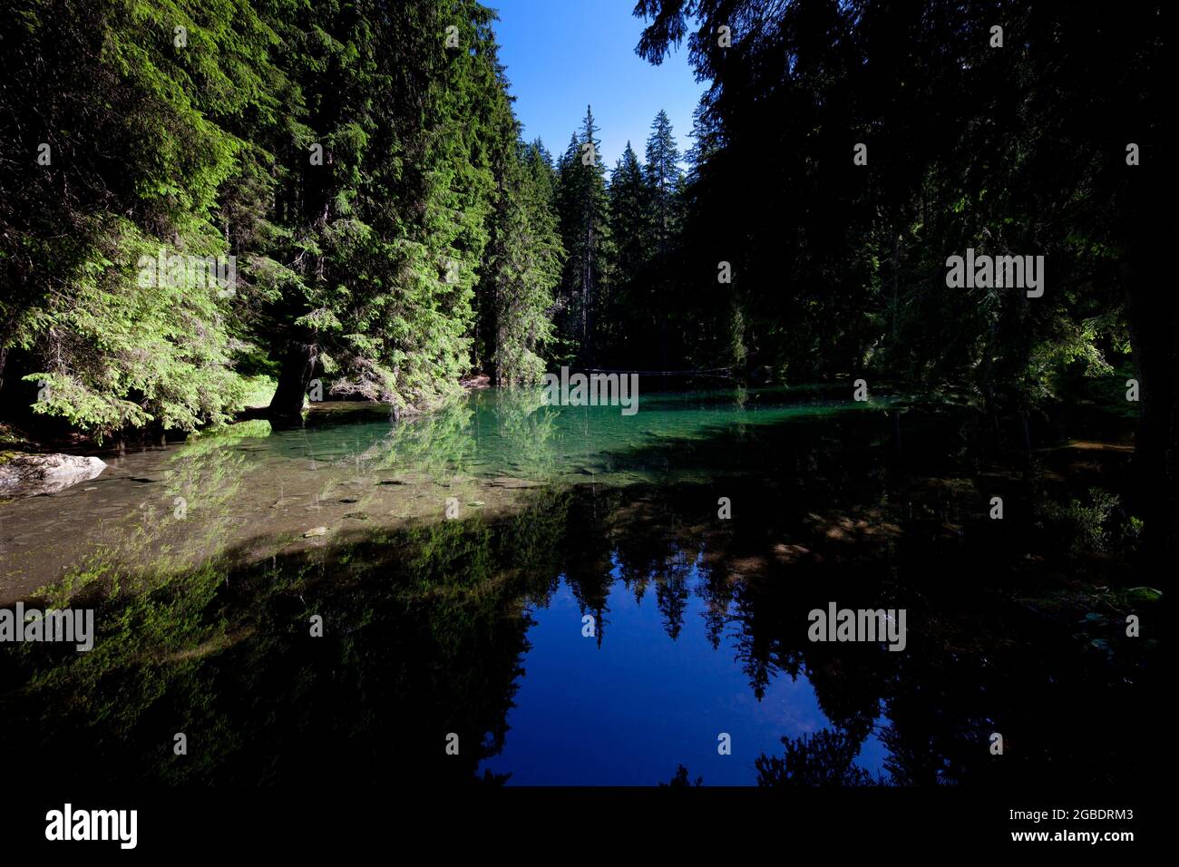 A river running through a forest plants trees Stock Photo - Alamy