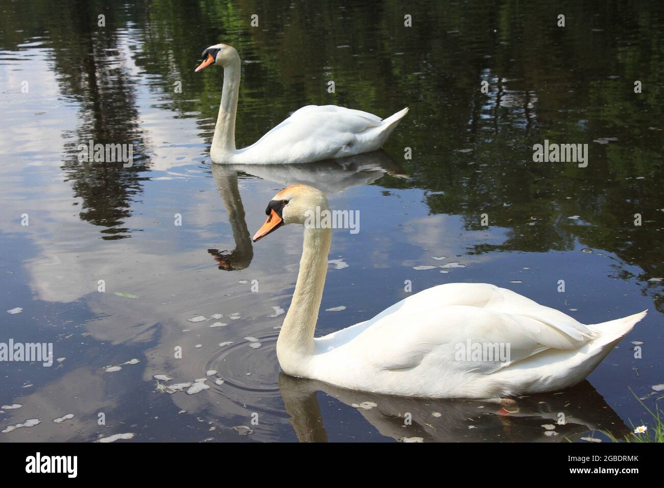 Swan family at Studley Royal, Fountains Abbey, near Ripon, North ...