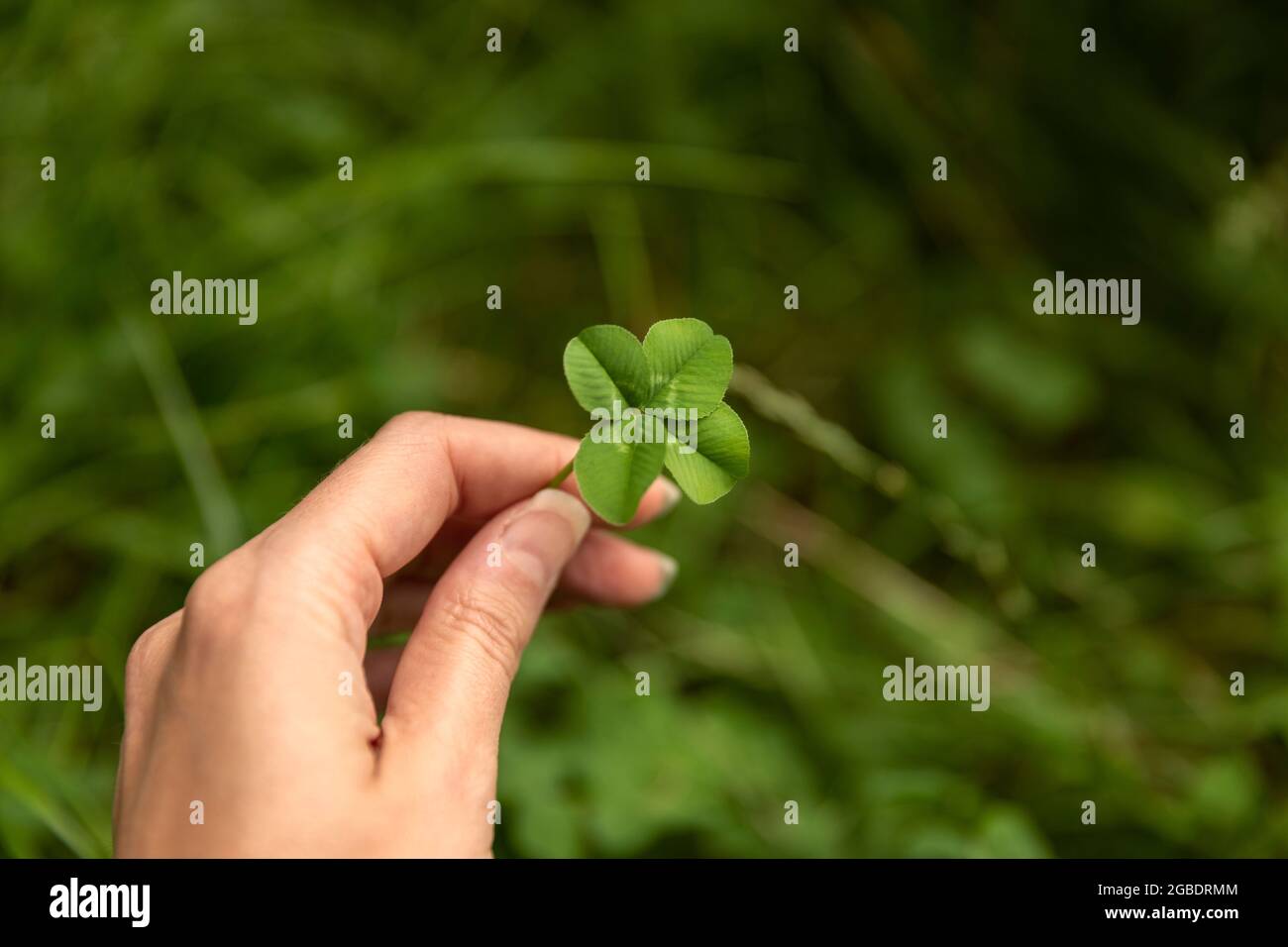 Hand holding a lucky four leaf clover, good luck shamrock, or lucky ...