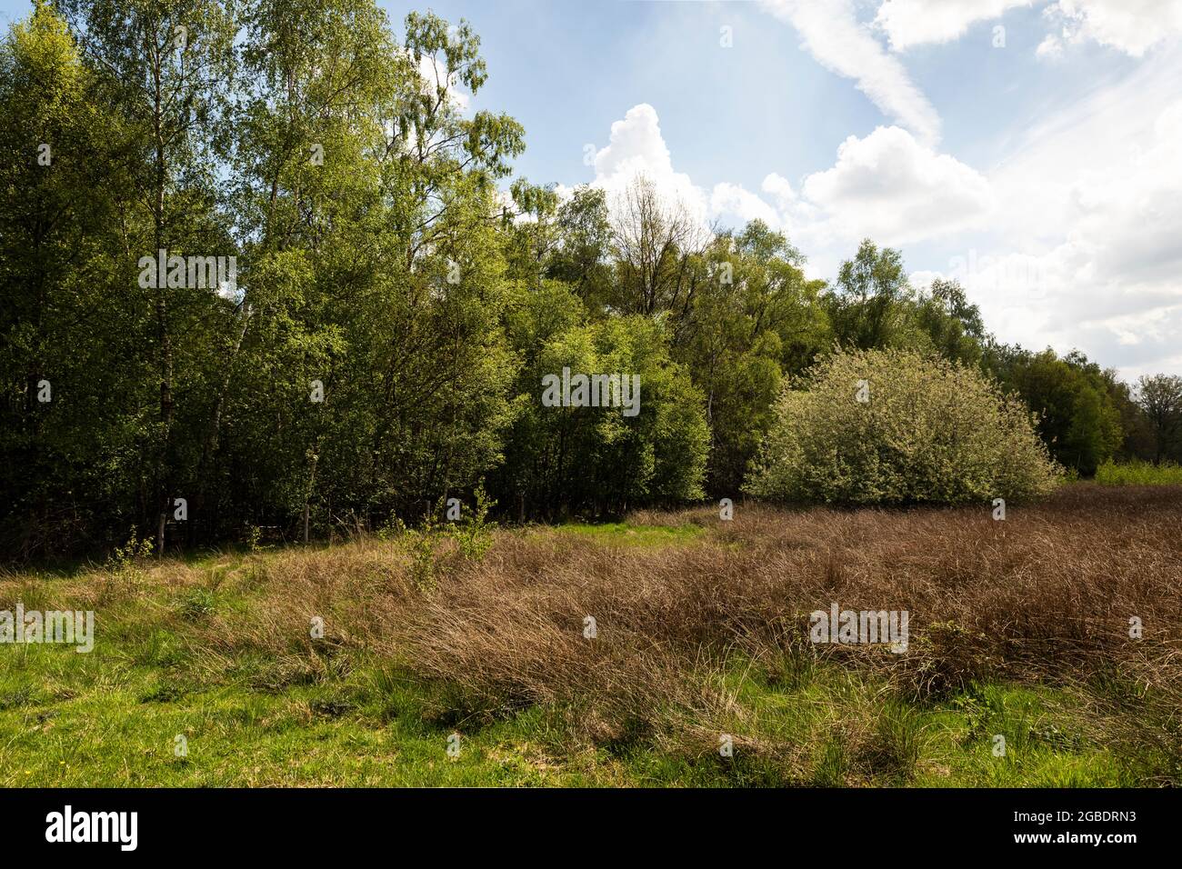 Moorland on peat area De Peel Dutch countryside in The Netherlands ...