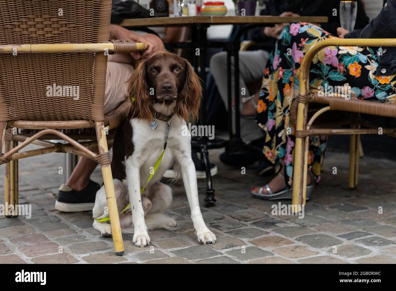 Drentse Patrijs or Dutch Partridge dog with a brown white coat sitting ...