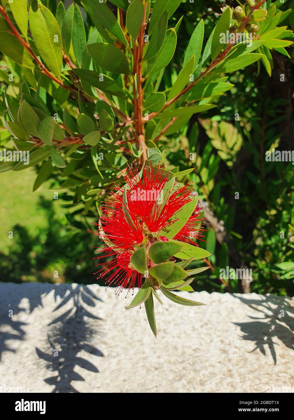 The tree blooms with an unusual red flower. The flowers are small but ...