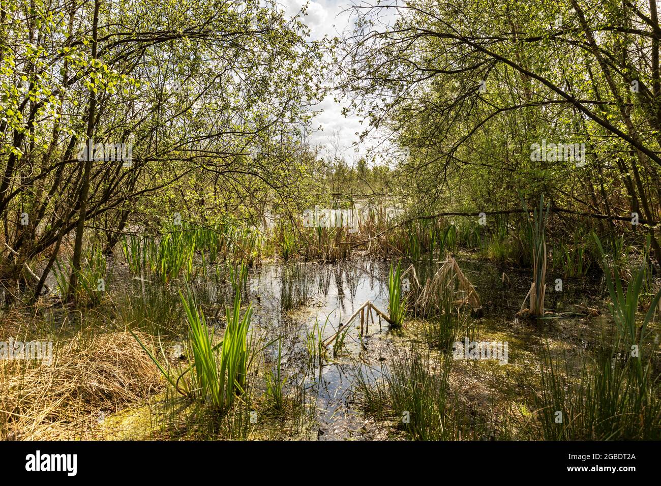 Peat area De Peel, Dutch countryside in The Netherlands during spring ...