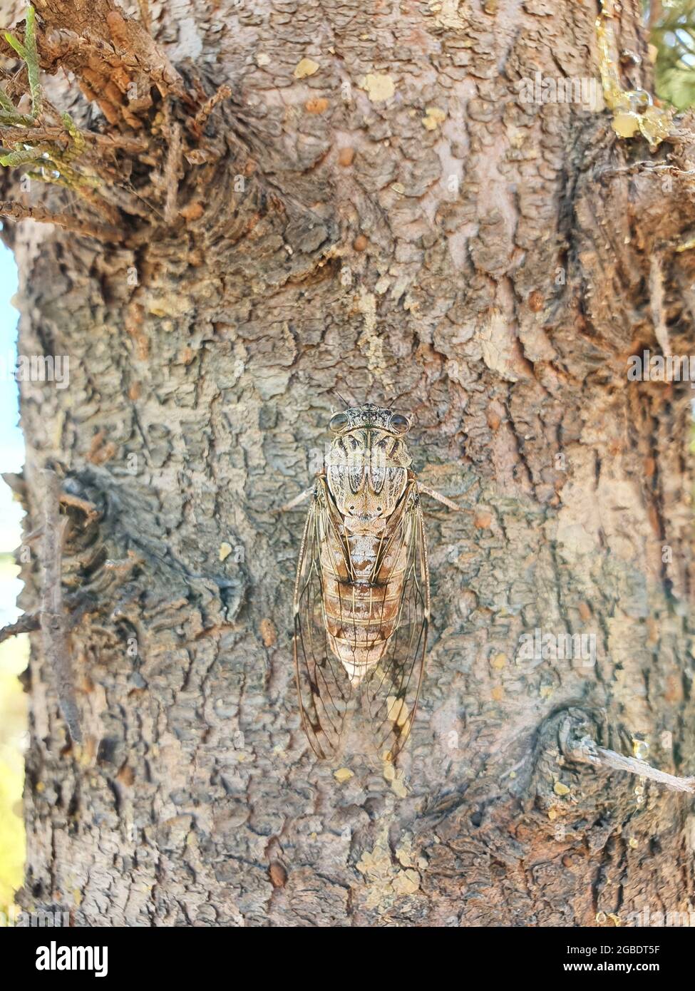 A large fly cicada sits on a tree. The large insect lives in countries ...