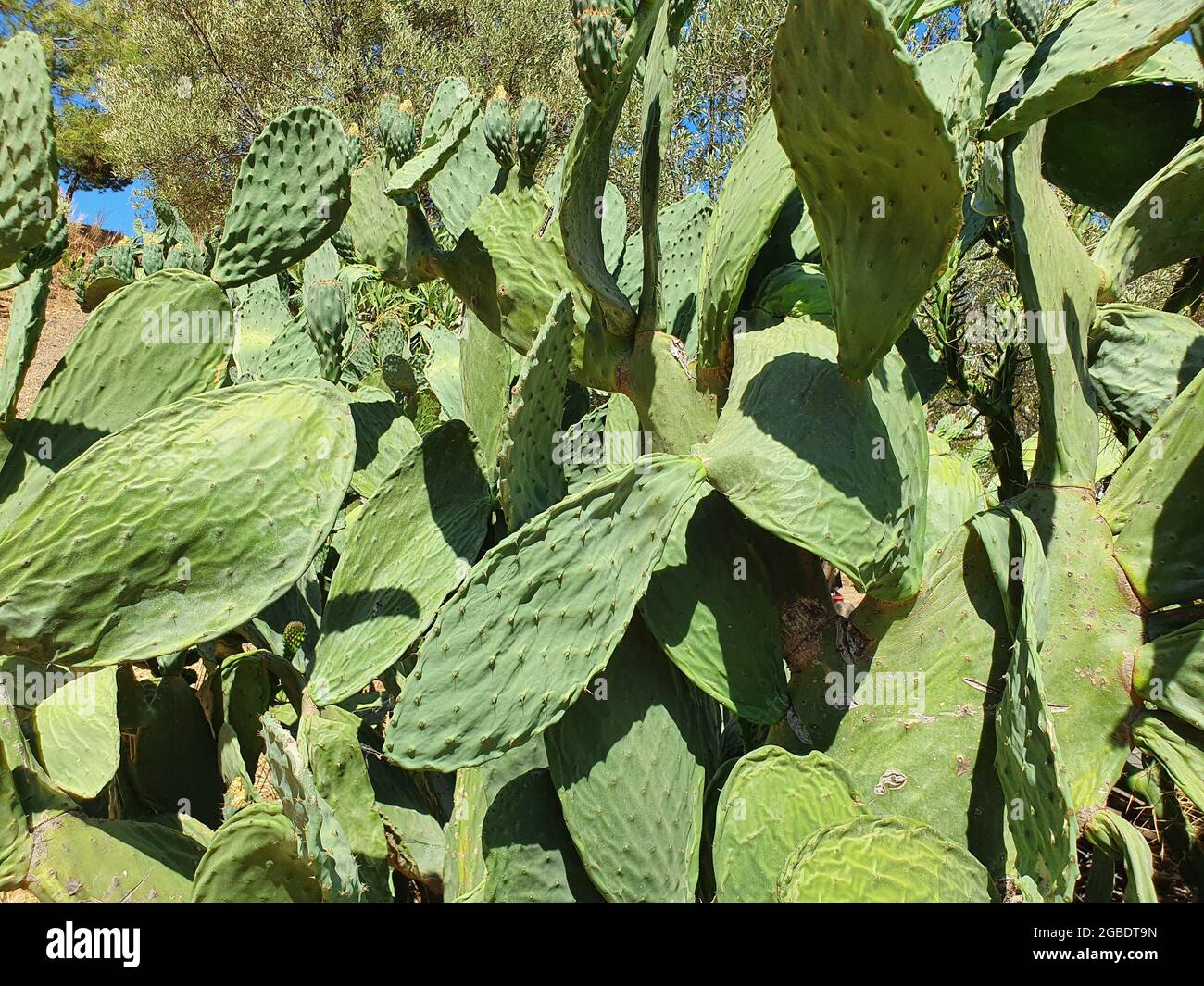 Several cacti growing in a country with a hot climate. Beautiful, large ...