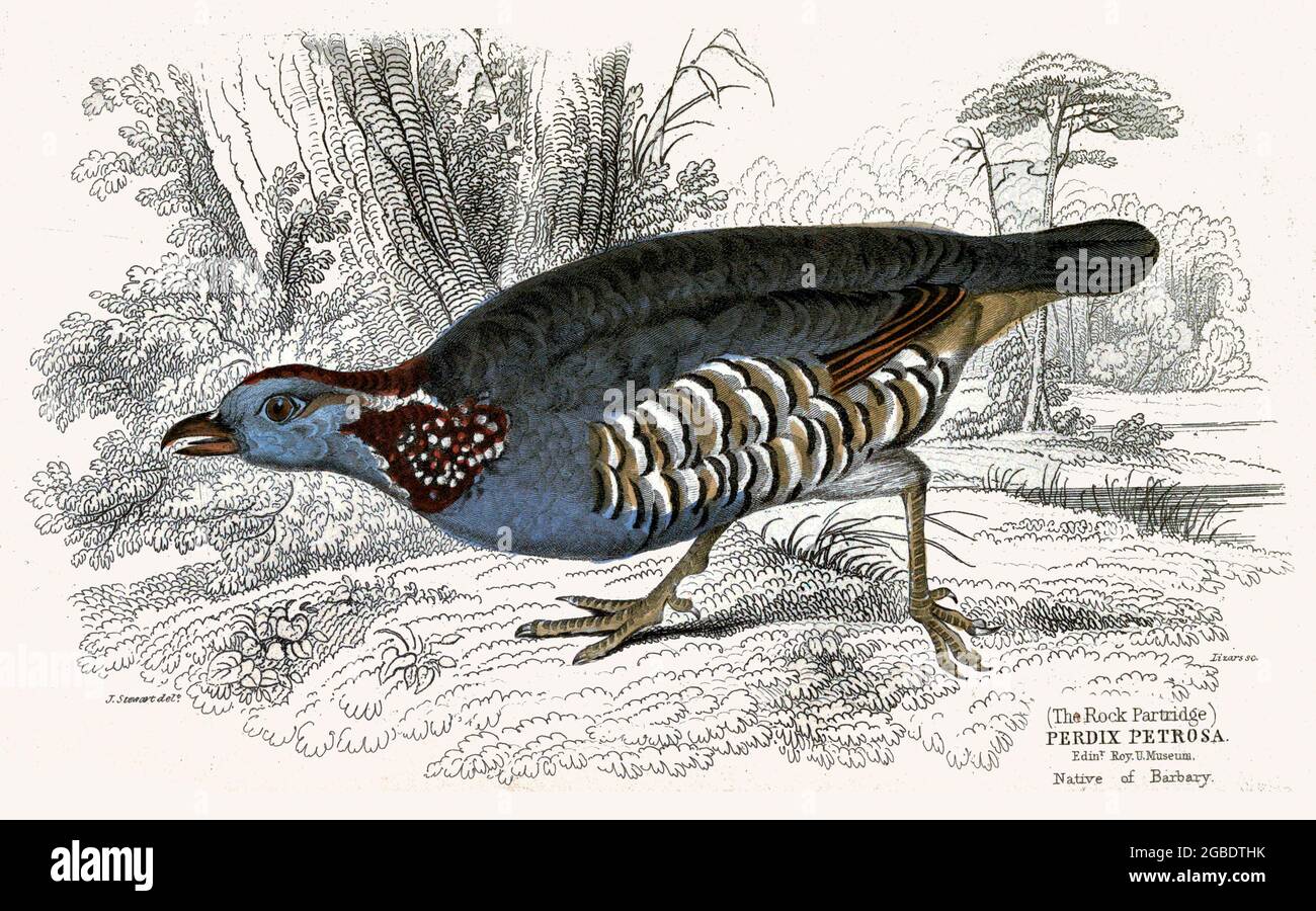 Partridge shoot illustration hi-res stock photography and images - Alamy