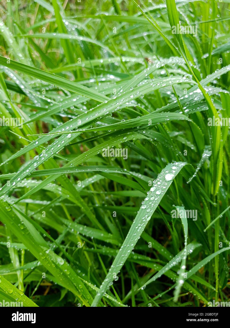 Raindrops grass hi-res stock photography and images - Alamy