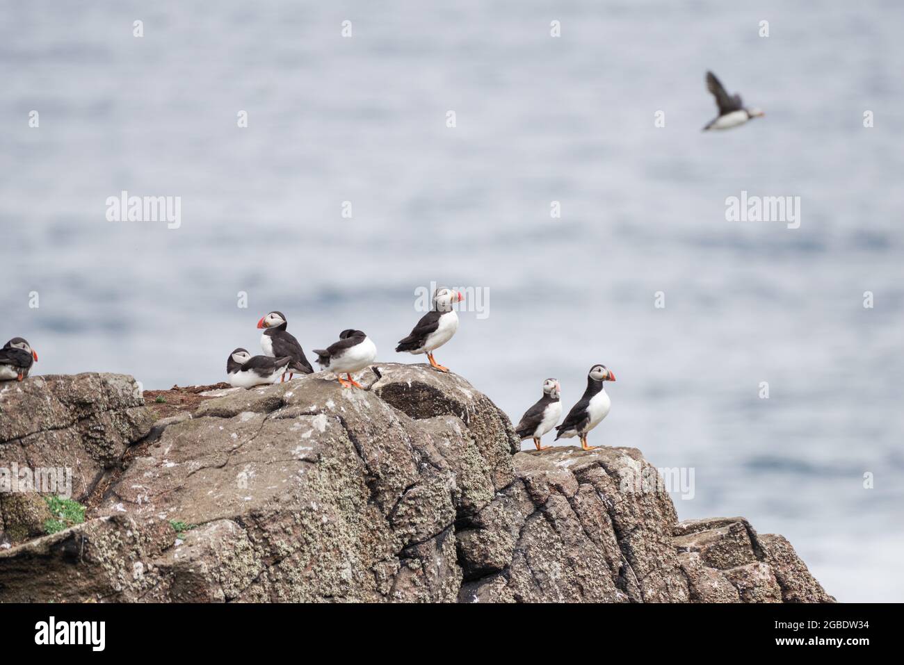A circus of puffins on the Isle of May - Scotland, UK Stock Photo - Alamy
