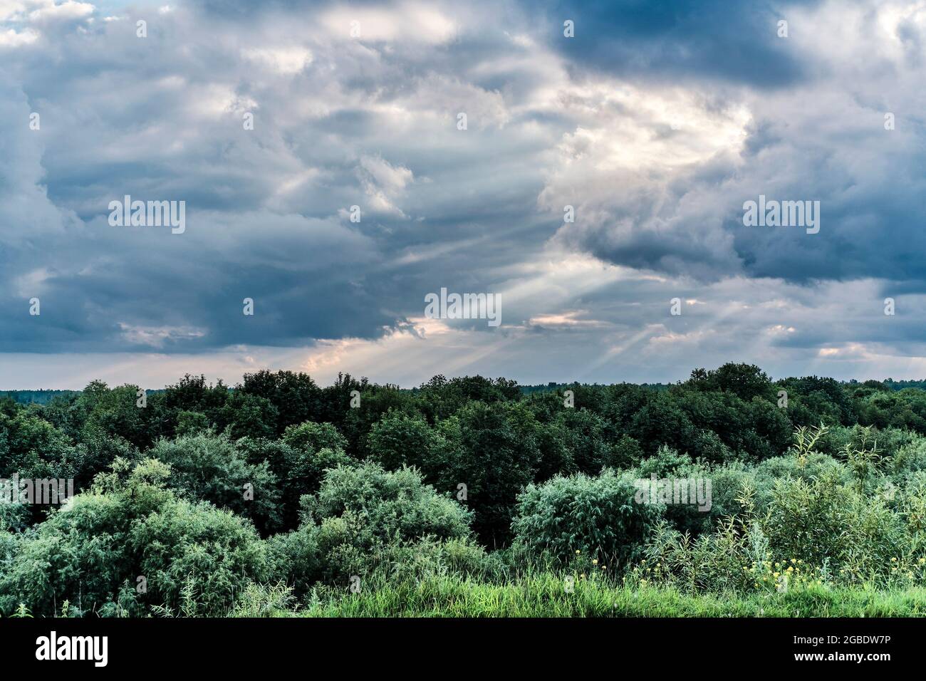 Summer wildlife scenery with dramatic sky. Siberia, Russia Stock Photo ...