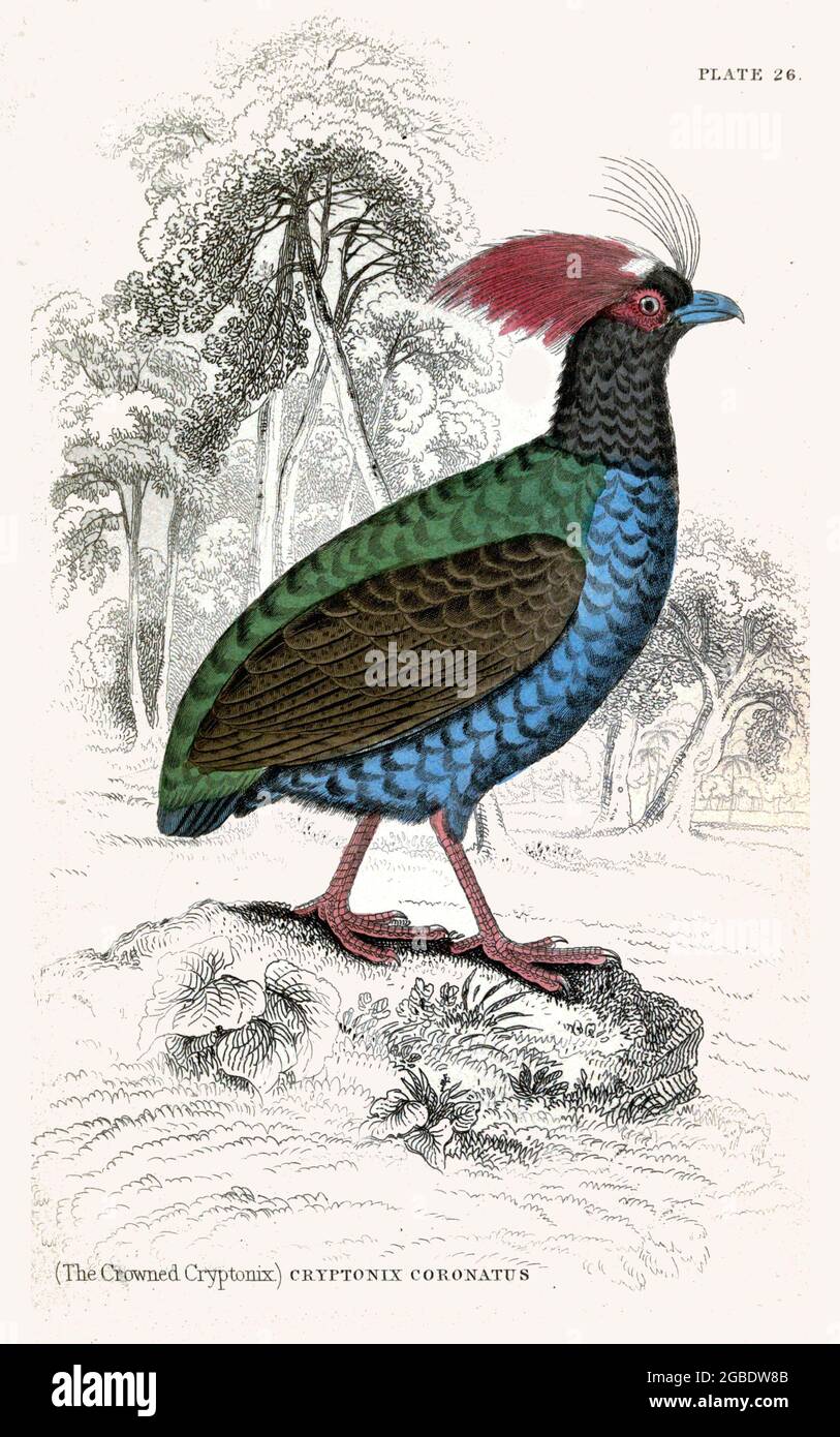 Game bird shooting painting hi-res stock photography and images - Alamy