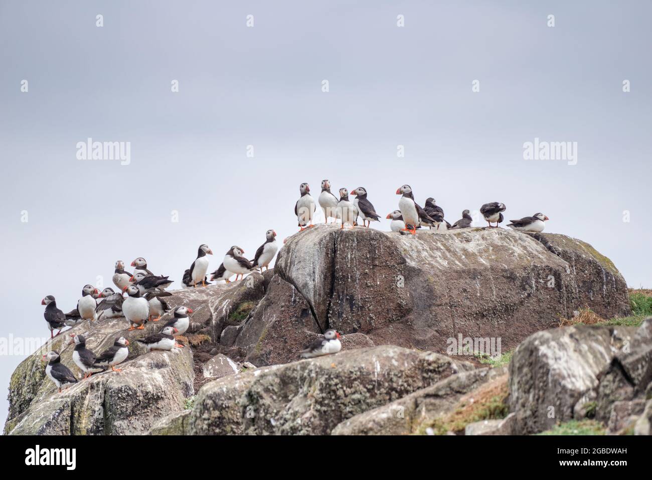 A circus of puffins on the Isle of May - Scotland, UK Stock Photo - Alamy