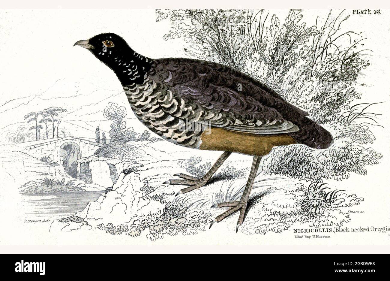 Game bird shooting painting hi-res stock photography and images - Alamy