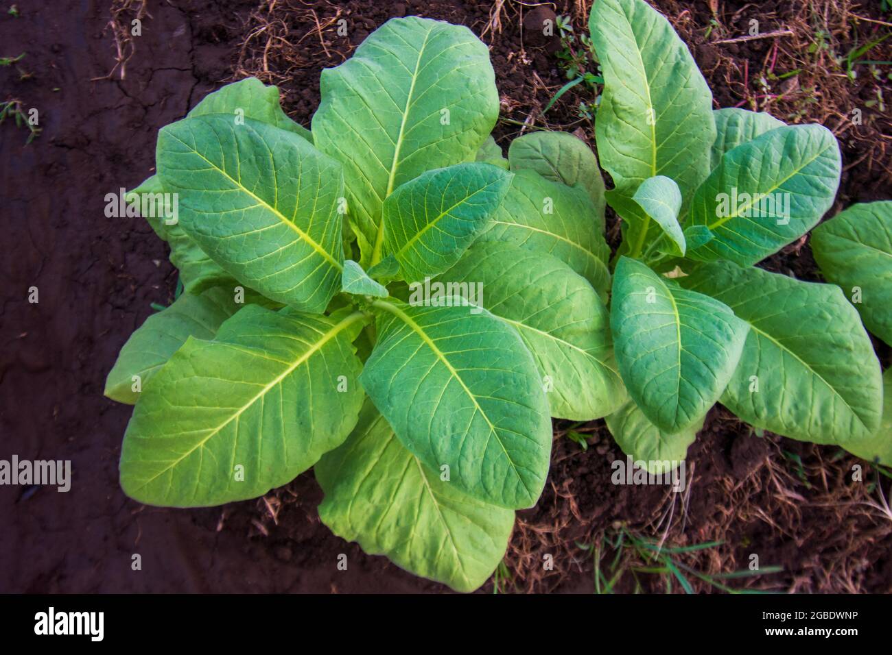 Natural products tobacco nicotiana tabacum use hi-res stock photography ...