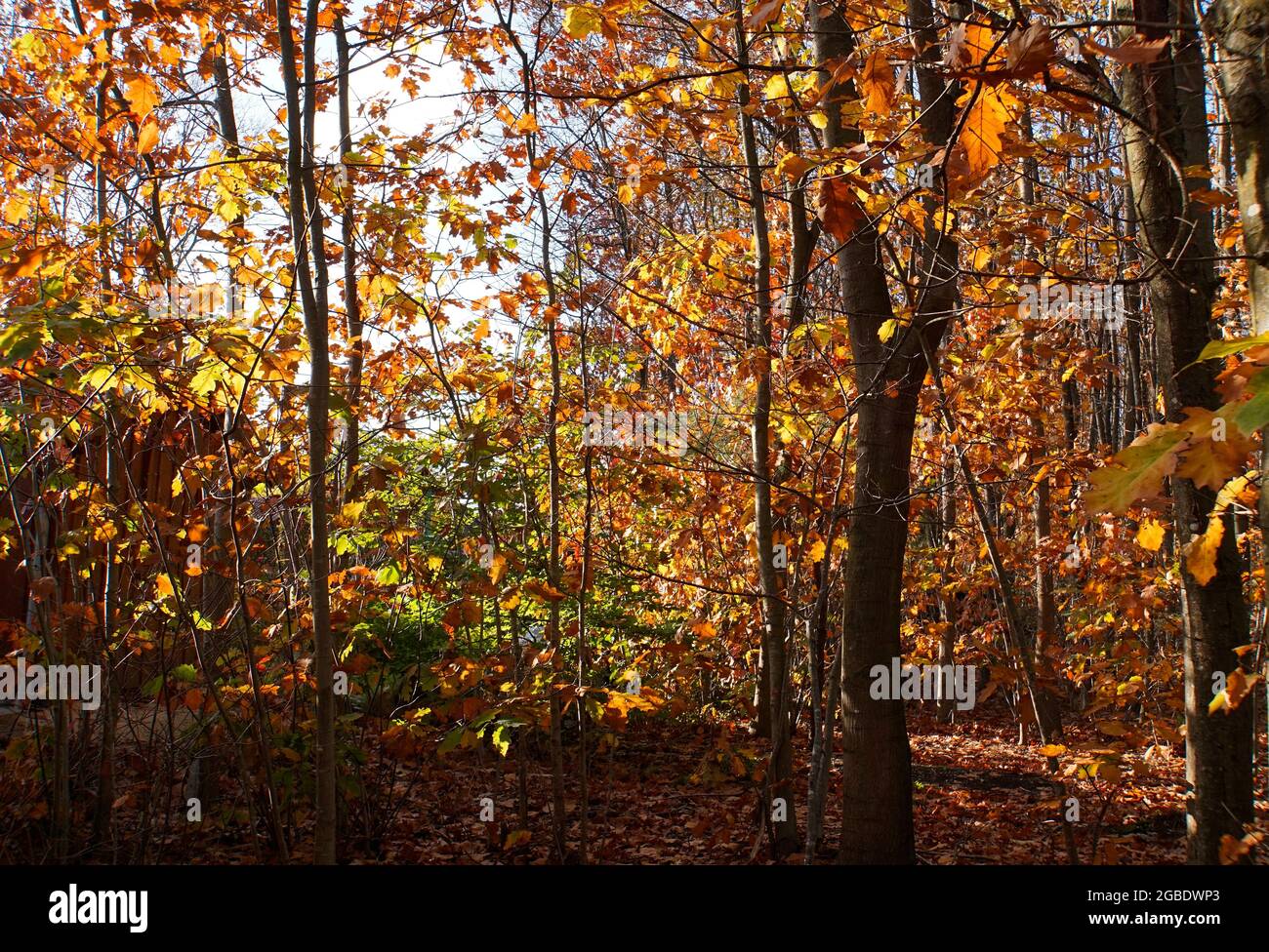 Beautiful autumn colors in a German oak wood Stock Photo - Alamy