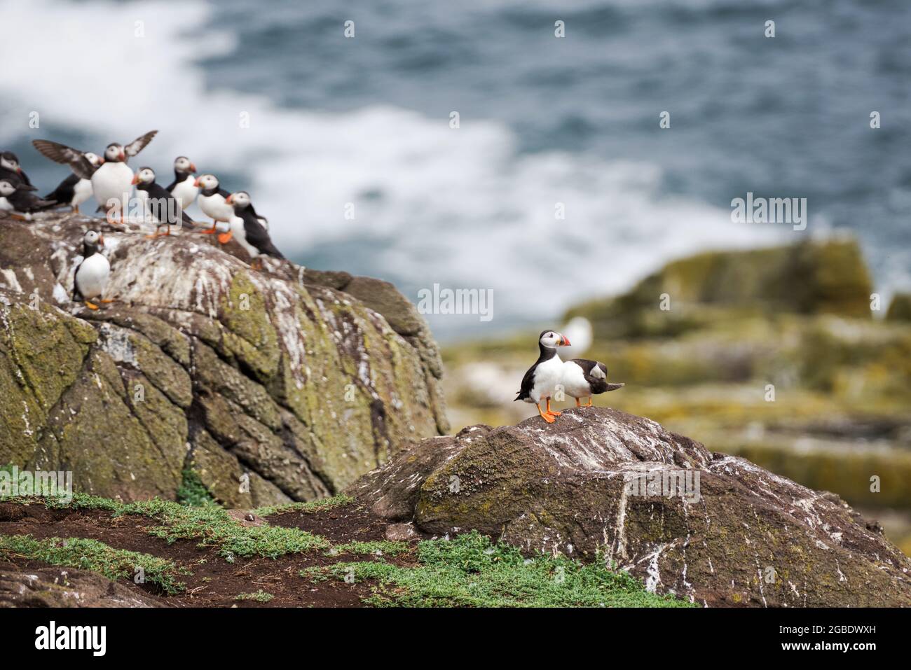 A circus of puffins on the Isle of May - Scotland, UK Stock Photo - Alamy