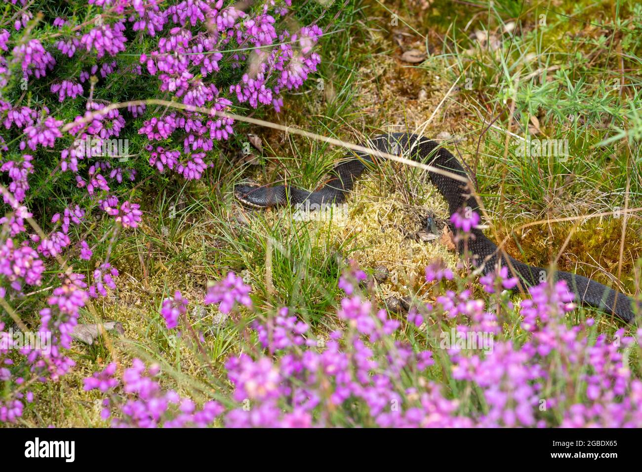 Melanistic (black) adder (Vipera berus) basking in the morning sun at ...