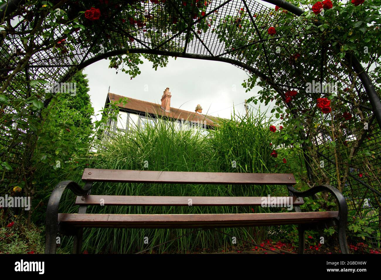 Climbing rose growing over an arched trellis Stock Photo - Alamy