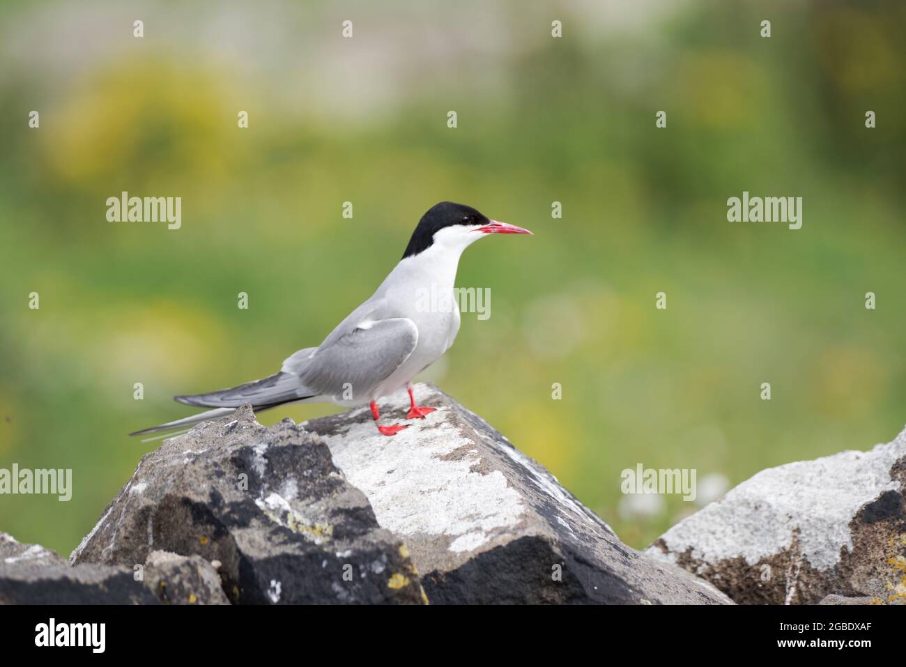 Arctic Tern on the Isle of May in Scotland Stock Photo - Alamy