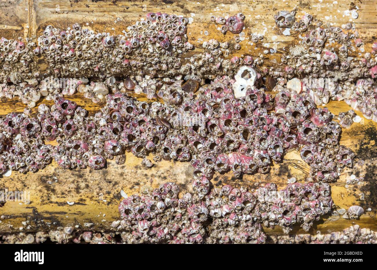 View of thousands of barnacles on a textured background Stock Photo - Alamy