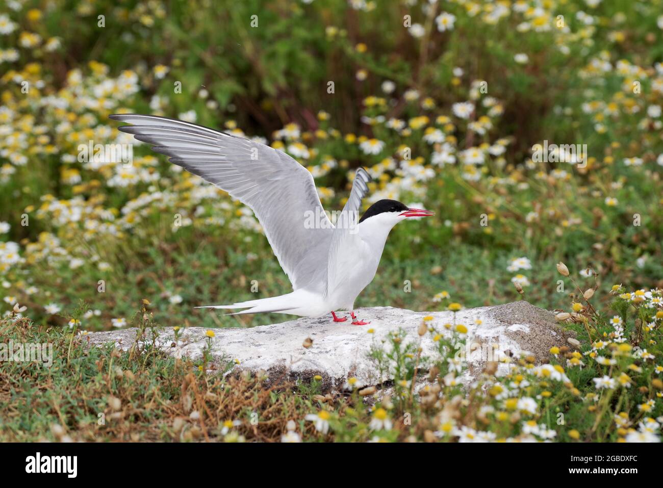 Arctic Tern on the Isle of May in Scotland Stock Photo - Alamy