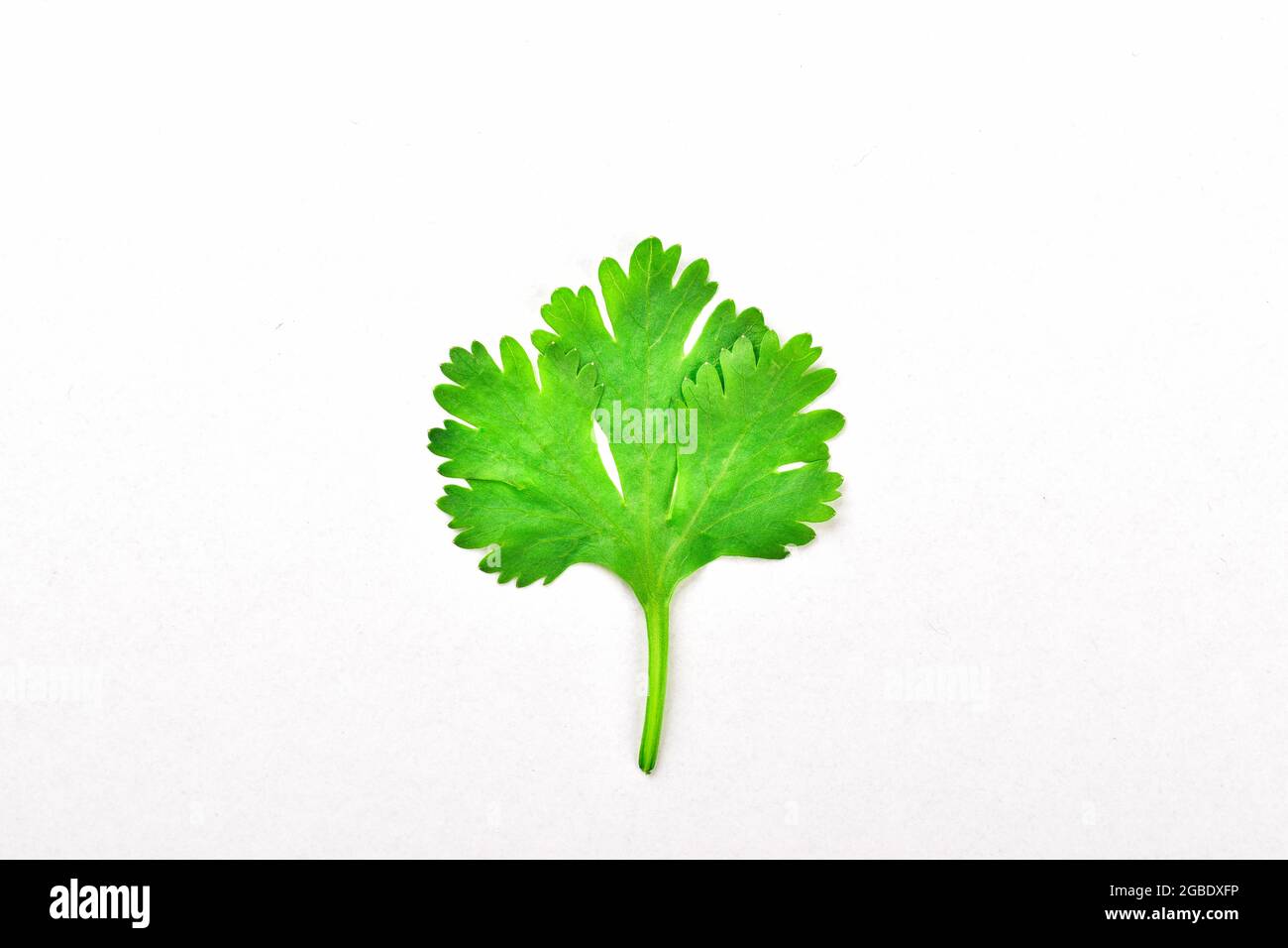 Coriander Leaf Isolated On White Background With Clipping Path Stock ...
