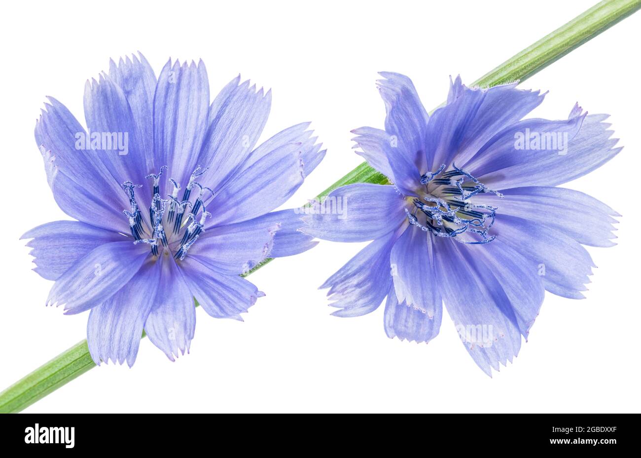 chicory flower isolated on the white background. Cichórium Stock Photo ...