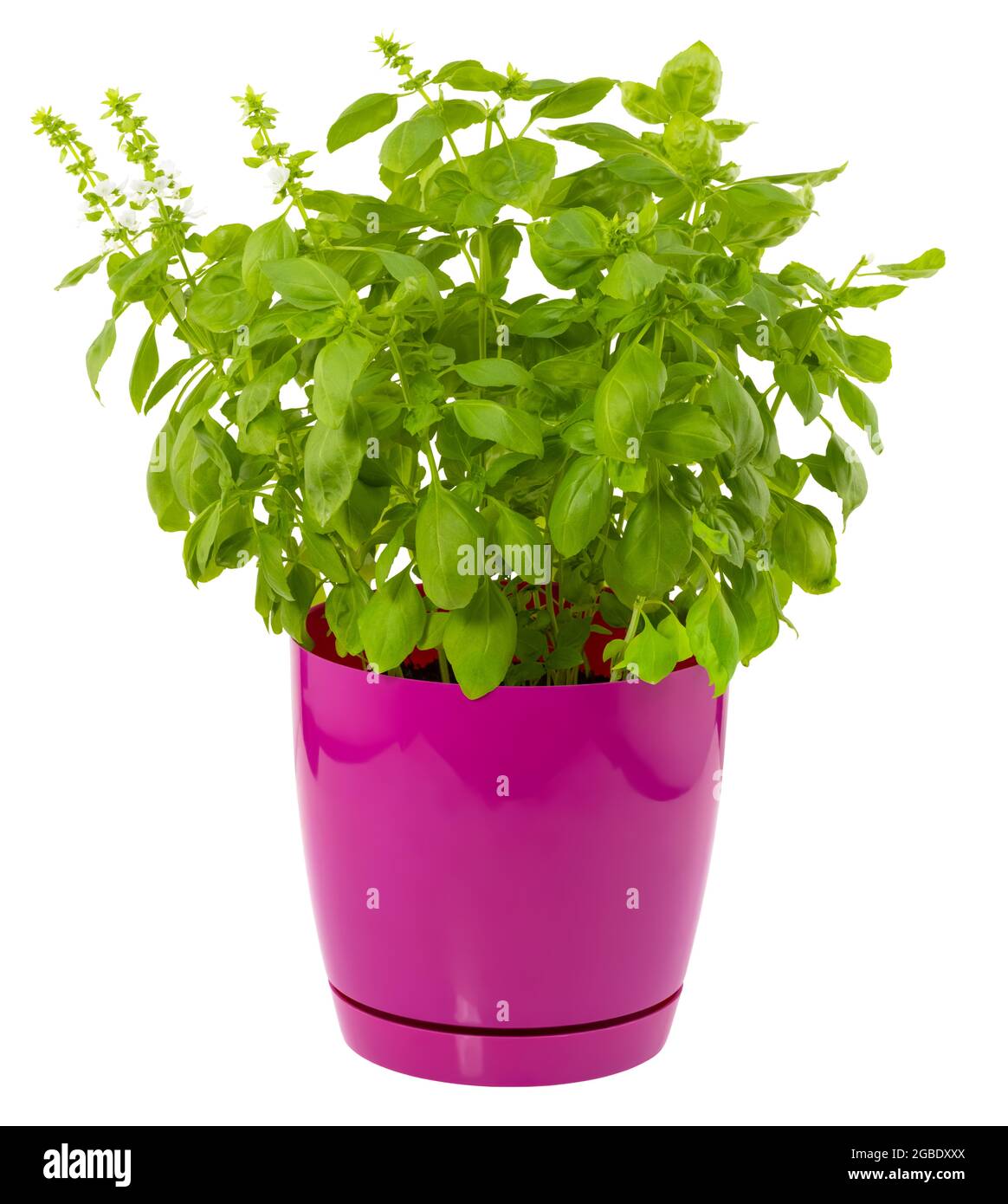 Fresh basil in a pot isolated on white background Stock Photo - Alamy