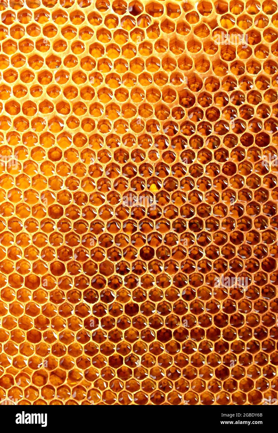 yellow beautiful honeycomb with honey, background Stock Photo - Alamy