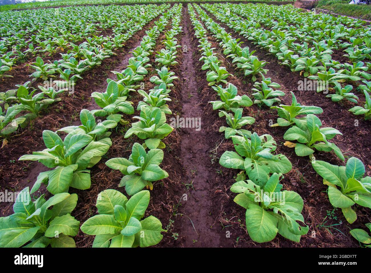 Nicotiana tabacum tobacco leaves hi-res stock photography and images ...
