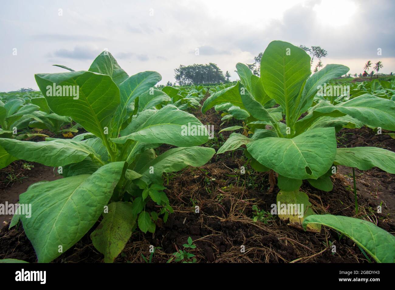 Tembakau hi-res stock photography and images - Alamy