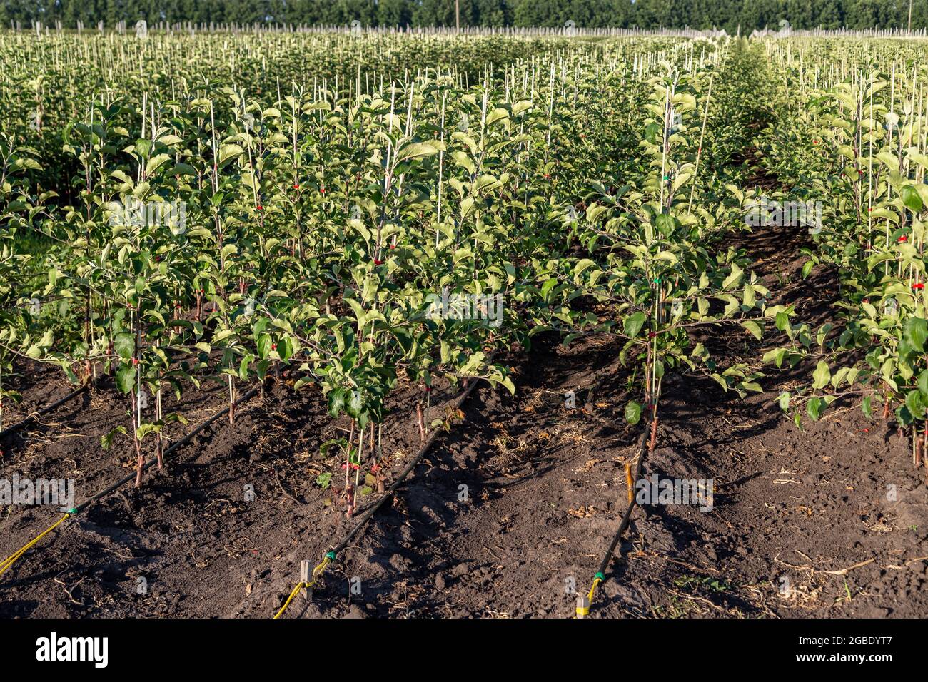 Apple tree seedlings in the nursery on drip irrigation Stock Photo - Alamy