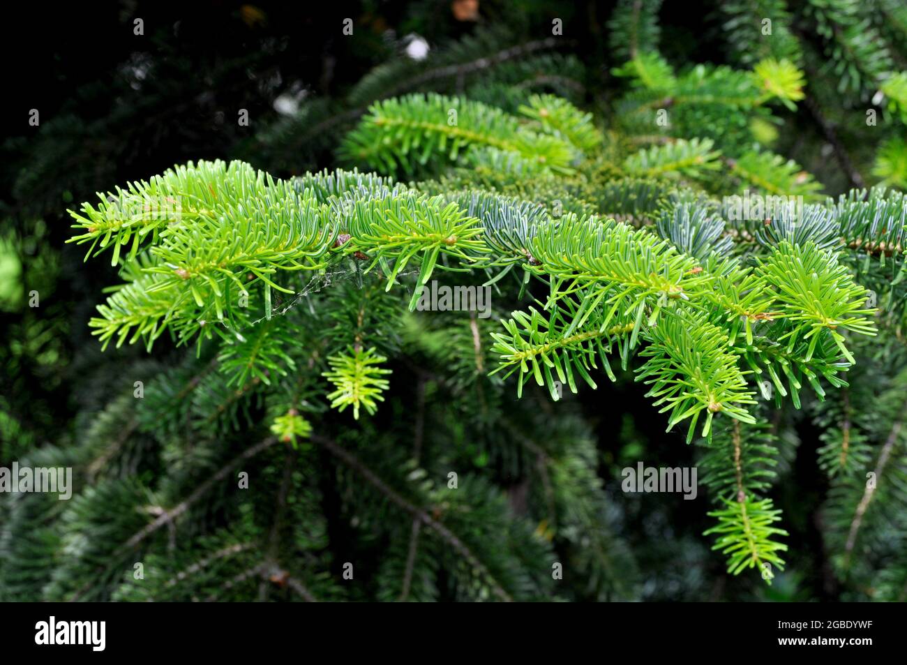 Needle leaf pine tree in its natural environment, green pine tree in ...