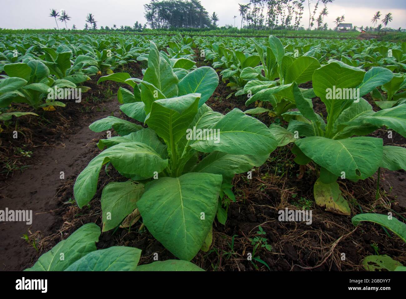 Nicotiana tabacum tobacco leaves hi-res stock photography and images ...