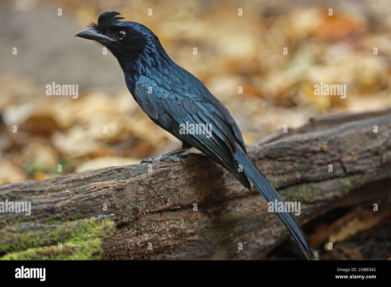 Greater Racquet-tailed Drongo (Dicrurus paradiseus paradiseus) adult ...
