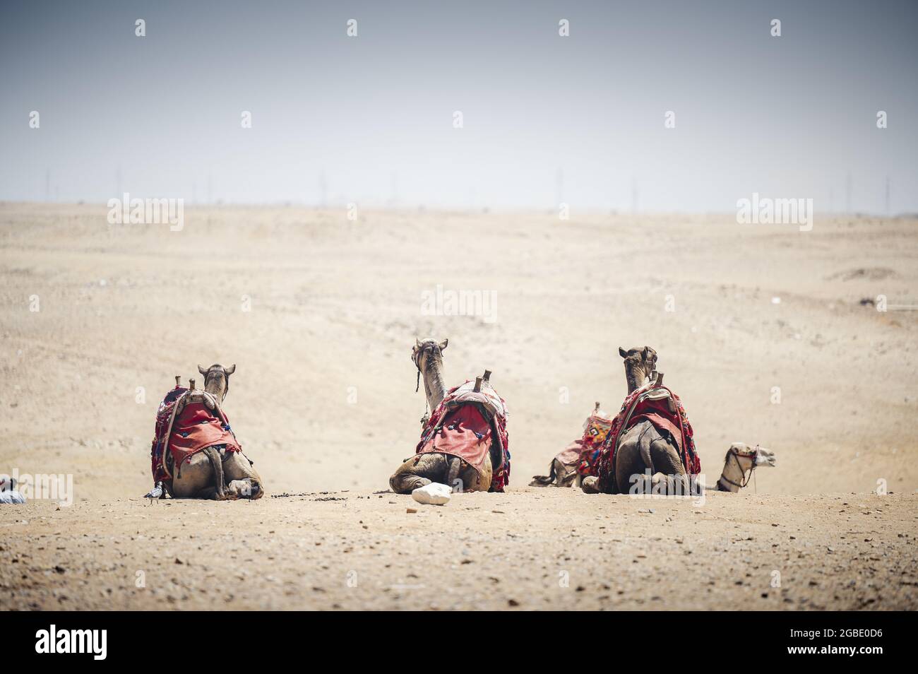 Colorfully saddled camels waiting for tourist riders on the desert sand ...