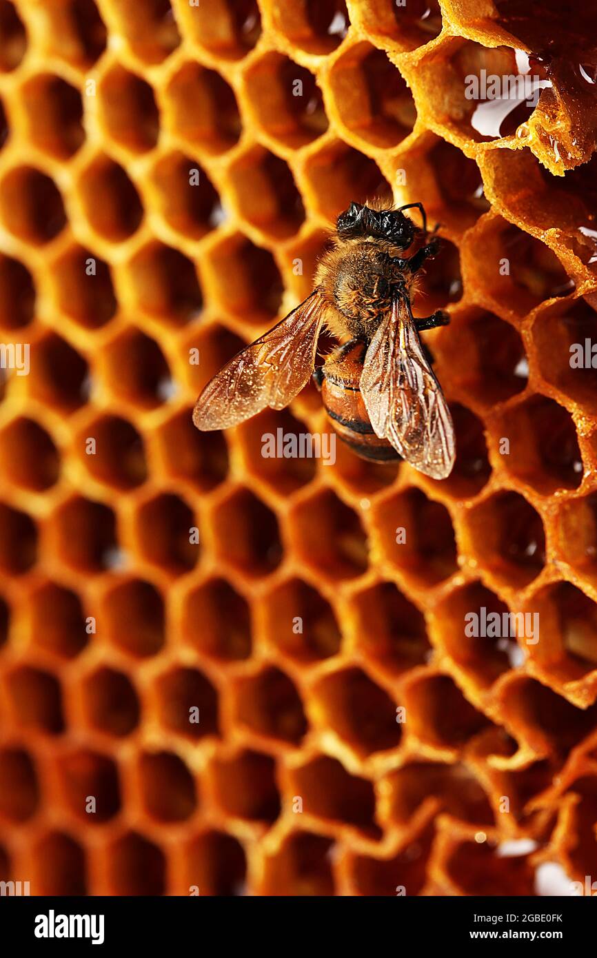 yellow beautiful honeycomb with honey and bee, background Stock Photo ...