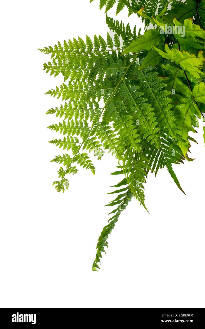 Green leaf of fern tropical rainforest foliage plant isolated on a ...