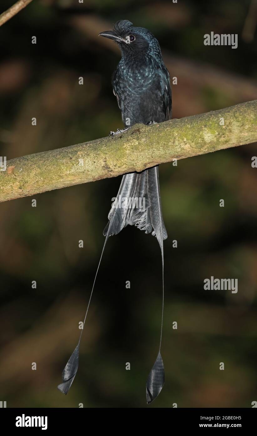 Racket tailed drongo hi-res stock photography and images - Alamy