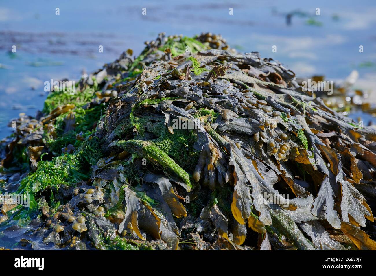 algae in the Atlantic Ocean of Brittany, France Stock Photo - Alamy