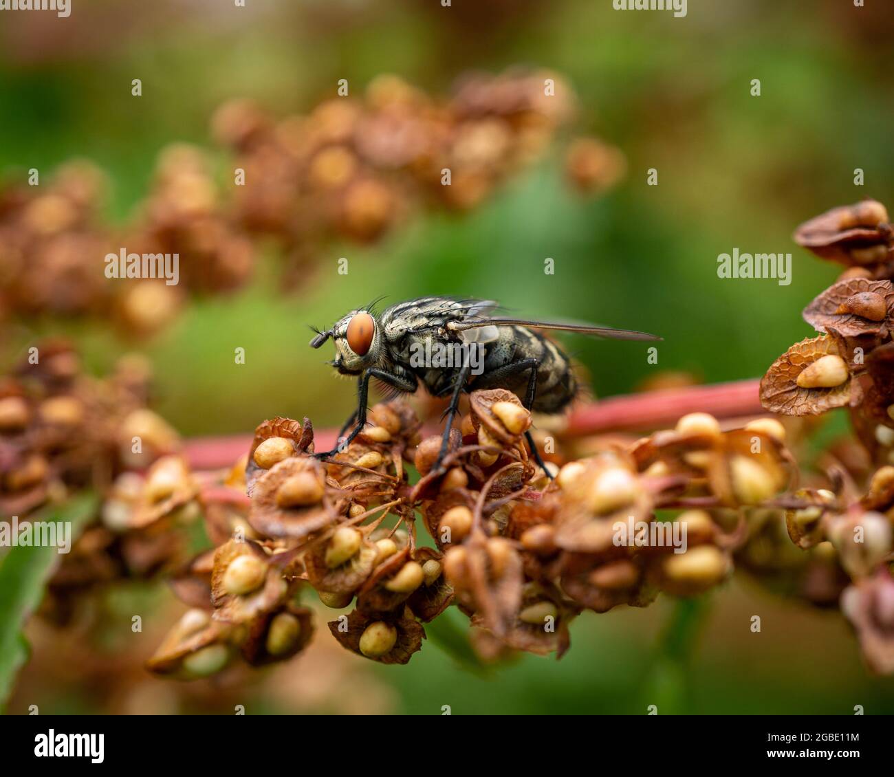 Diptera on a plant in a garden Stock Photo - Alamy
