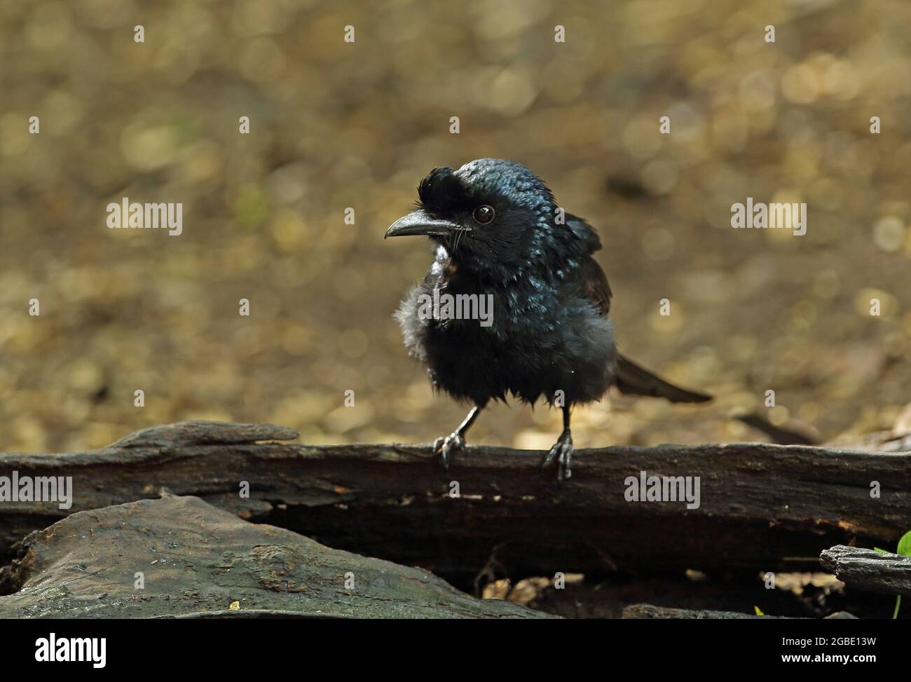Greater Racquet-tailed Drongo (Dicrurus paradiseus paradiseus) adult ...