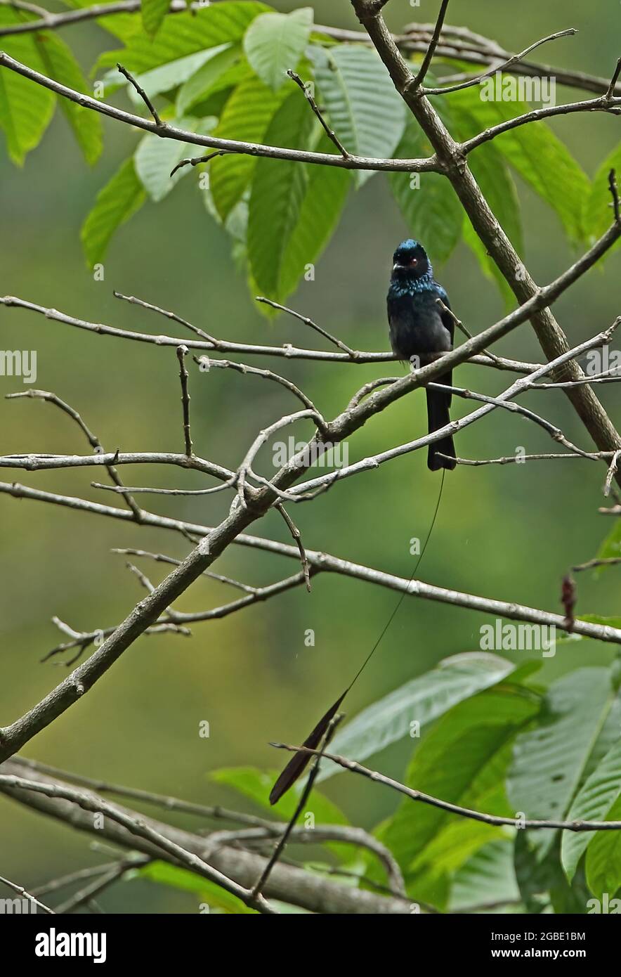 Lesser Racquet-tailed Drongo (Dicrurus remifer peracensis) adult ...