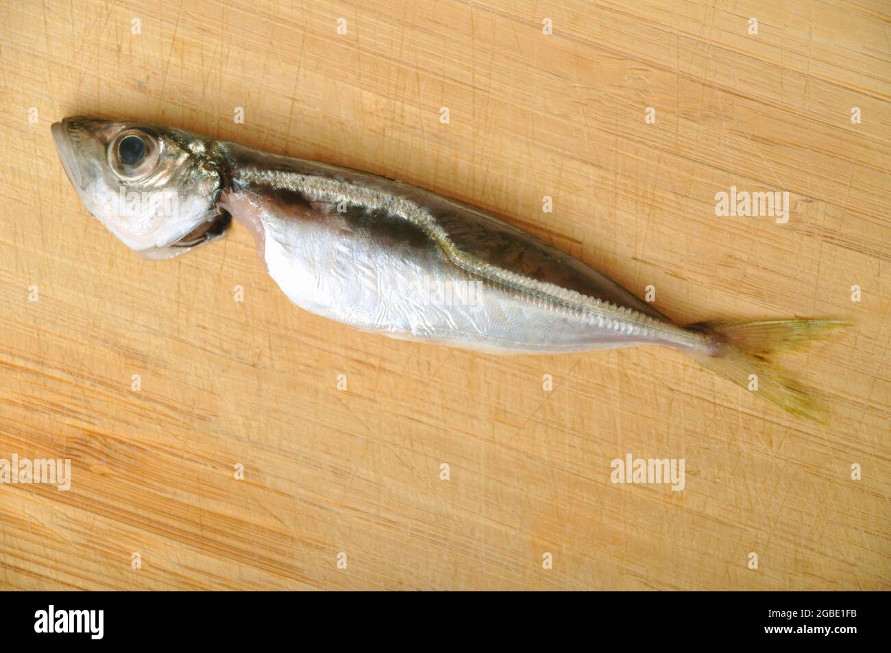 Cleaned and ready to cook fresh fish horse mackerel, istavrit fish, on ...