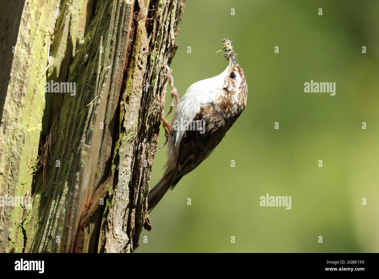 Fledgling treecreepers hi-res stock photography and images - Alamy