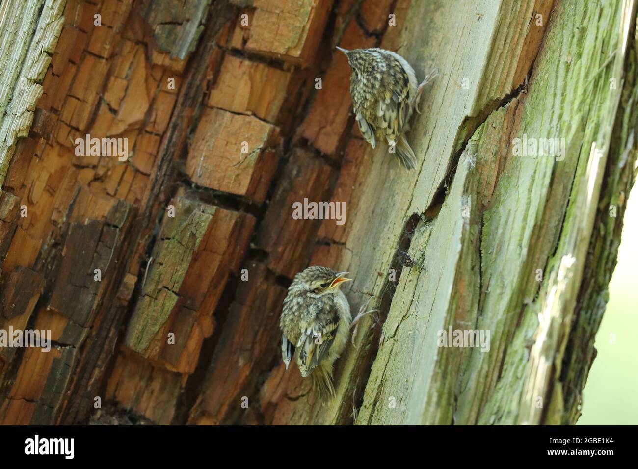 Fledgling treecreepers hi-res stock photography and images - Alamy